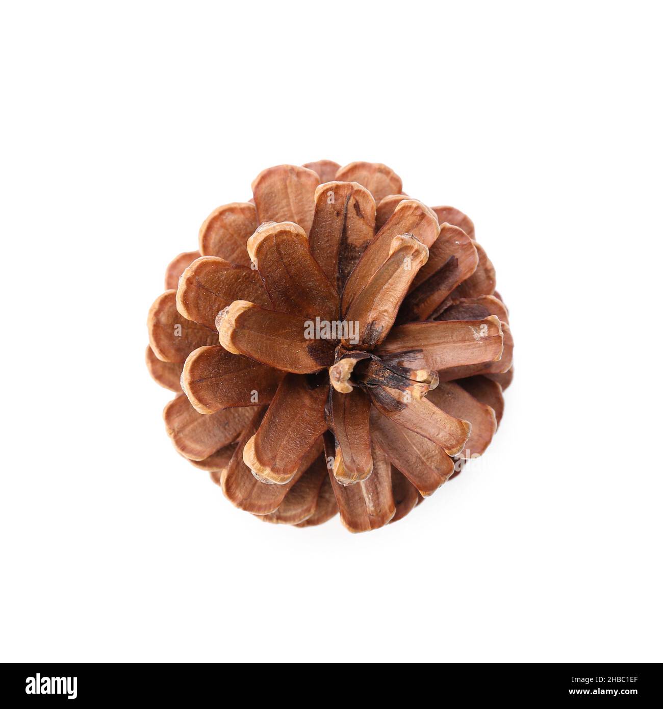 Pine cones grow top hi-res stock photography and images - Alamy