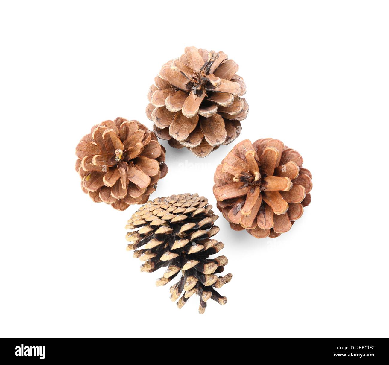 Pine cones grow top hi-res stock photography and images - Alamy