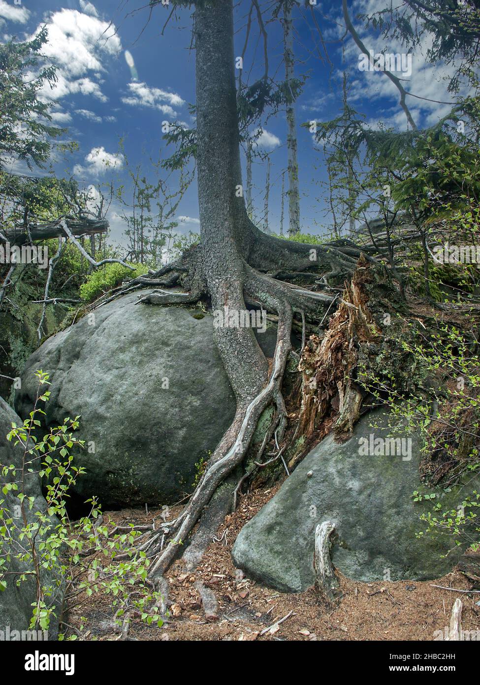 Szczeliniec peak, Stolowe Mountains,Table Mountains, unique landform ...