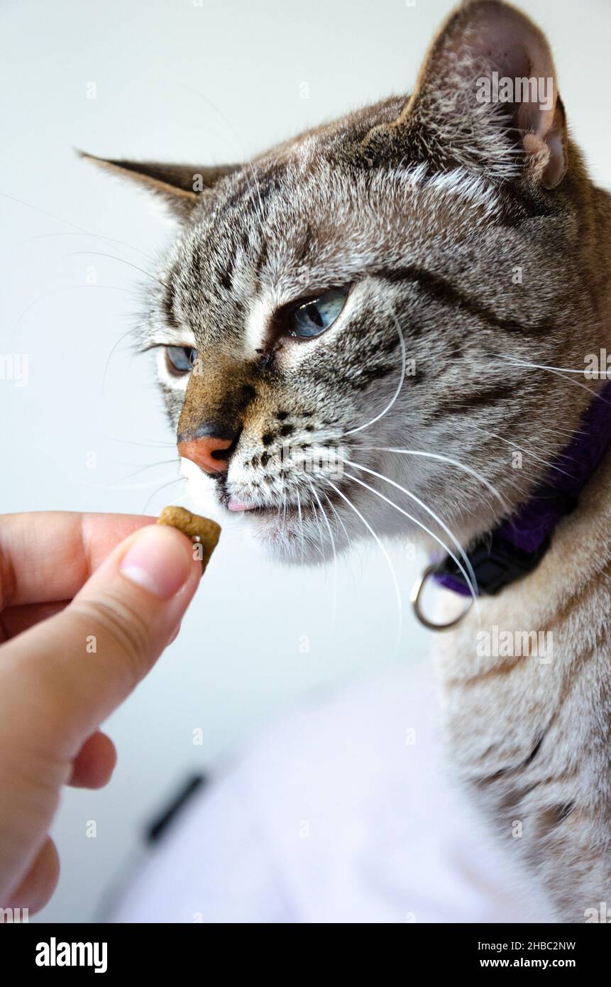 Hand feeding cat hi-res stock photography and images - Alamy