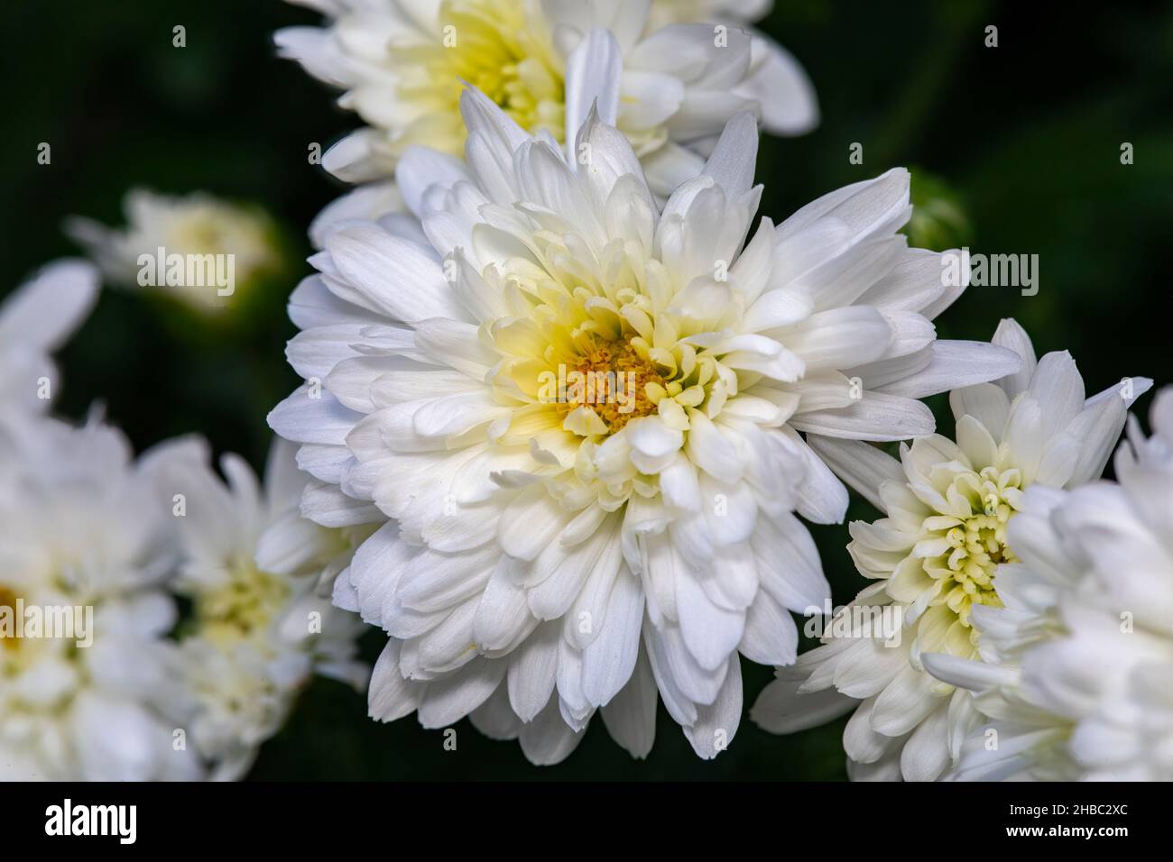 Beautiful white chrysanthemum closeup hi-res stock photography and ...