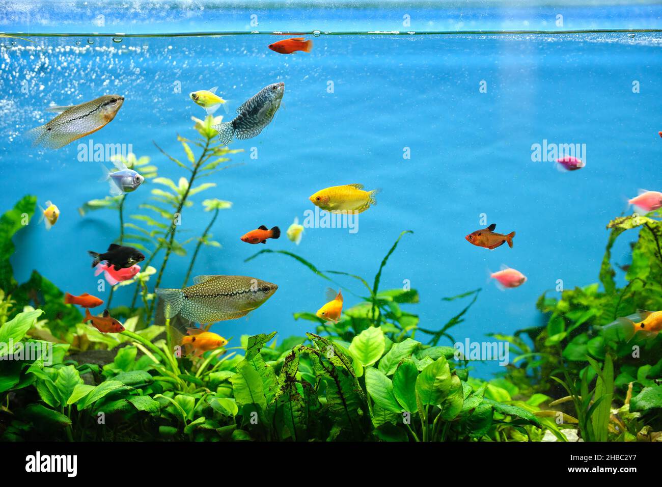 Colorful exotic fish swimming in deep blue water aquarium with green ...
