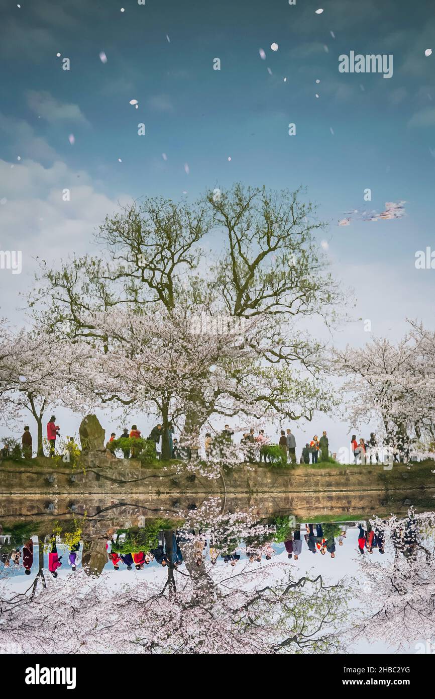WUXI, CHINA - Apr 08, 2019: A group of people around cherry blossom ...