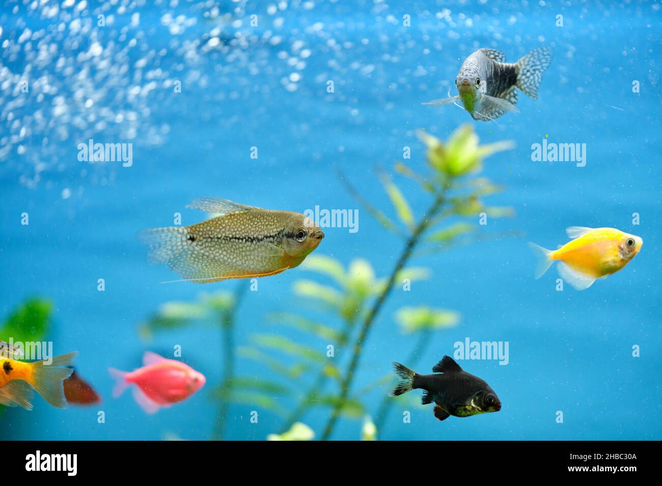 Colorful exotic fish swimming in deep blue water aquarium with green ...