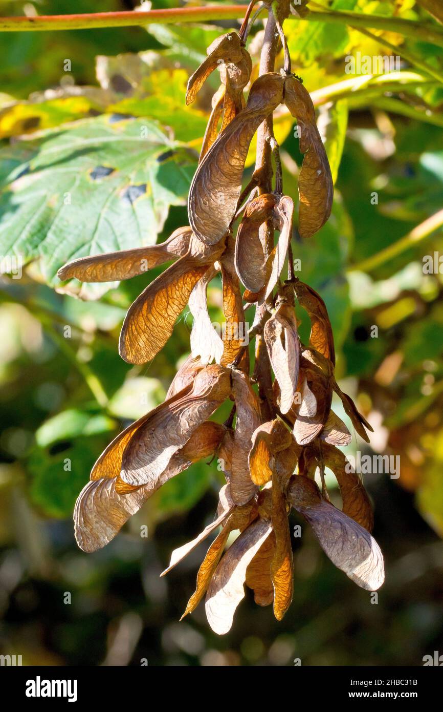 Winged sycamore seeds hi-res stock photography and images - Alamy