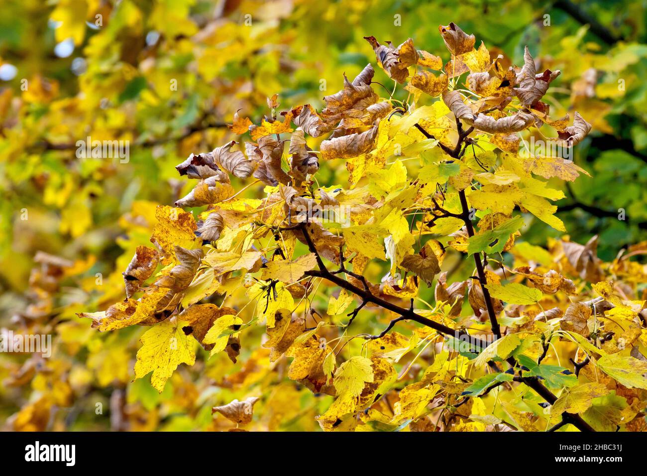 Sycamore (acer pseudoplatanus), close up of a branch of autumn leaves ...