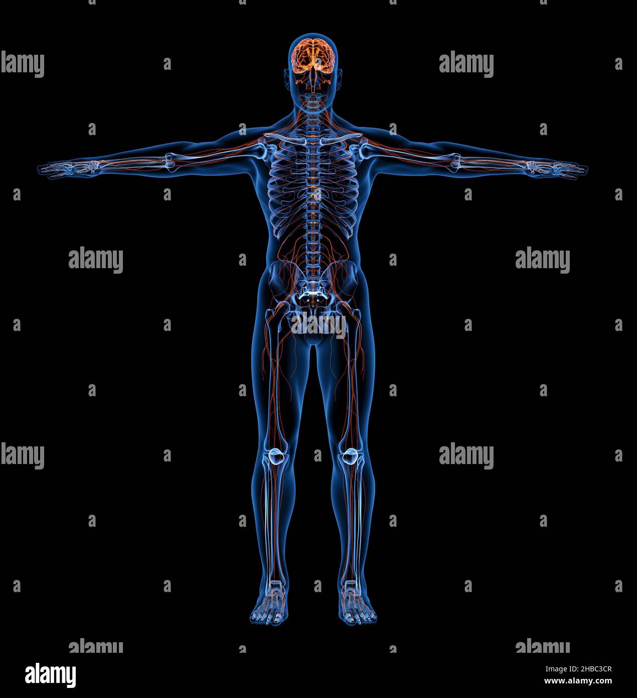 3d human body x rays 3d hi-res stock photography and images - Alamy