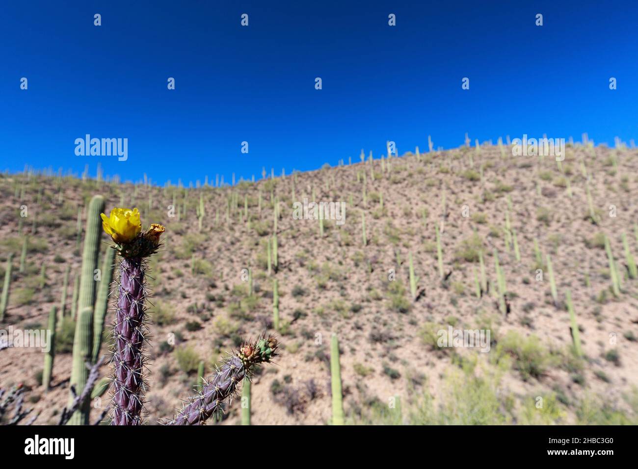 Deserted area covered in Saguaro cacti under a blue sky in Tuscany ...