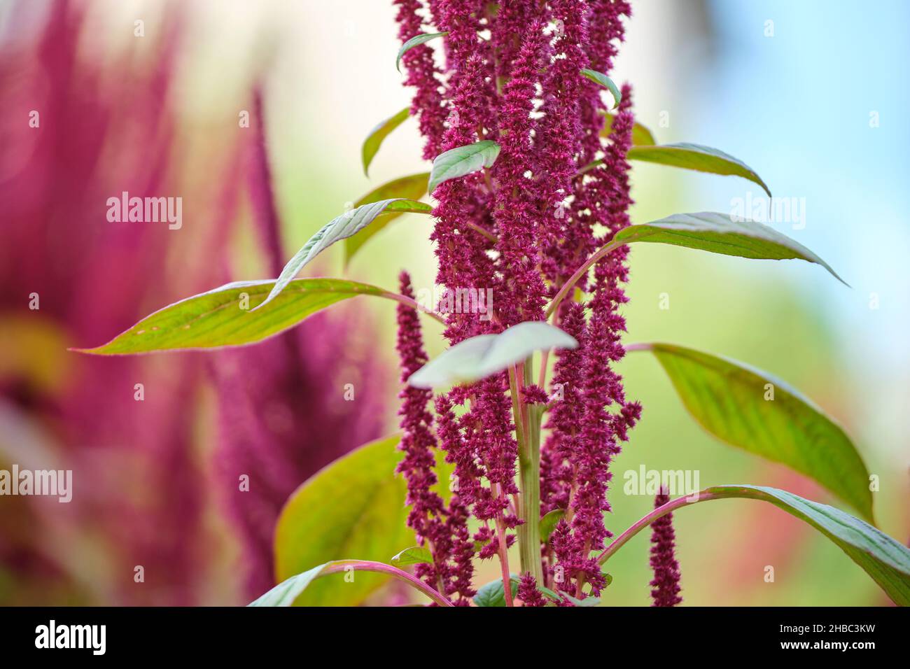 Indian red amaranth plant growing in summer garden. Leaf vegetable ...