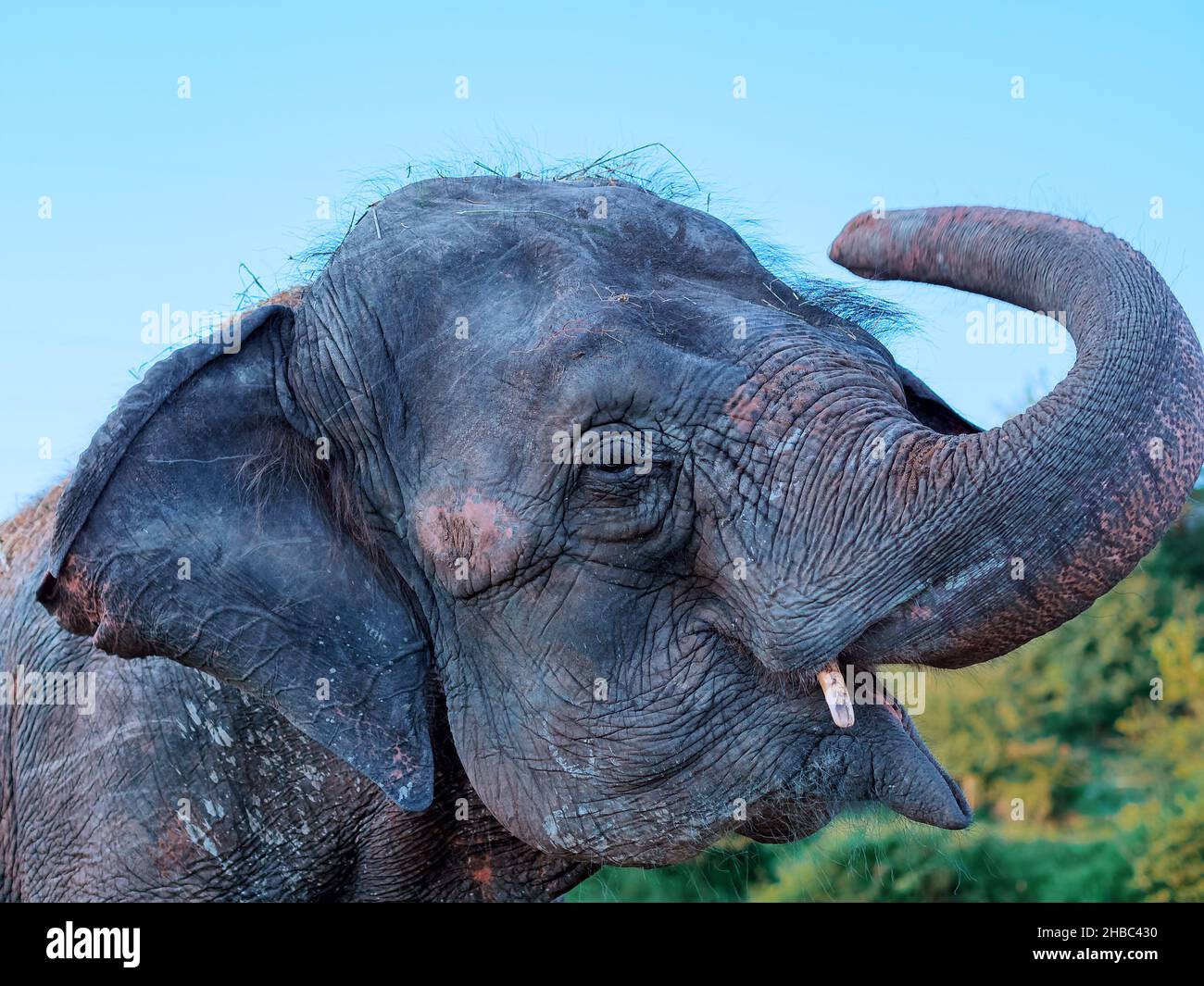The head of an elephant with raised trunk, an open mouth and gray ...