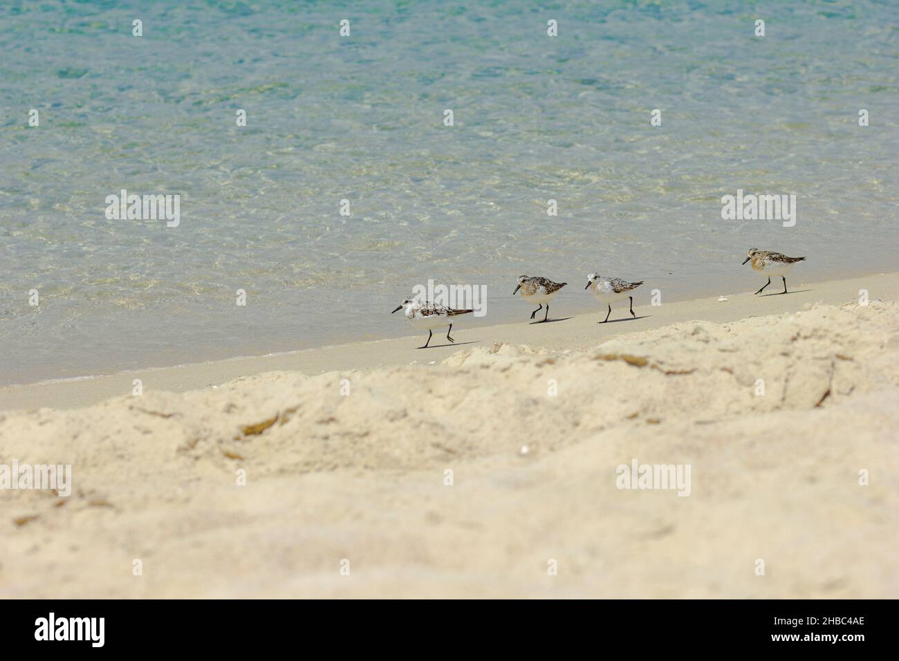 Four kentish plovers (charadrius alexandrinus) walking on a sandy beach ...