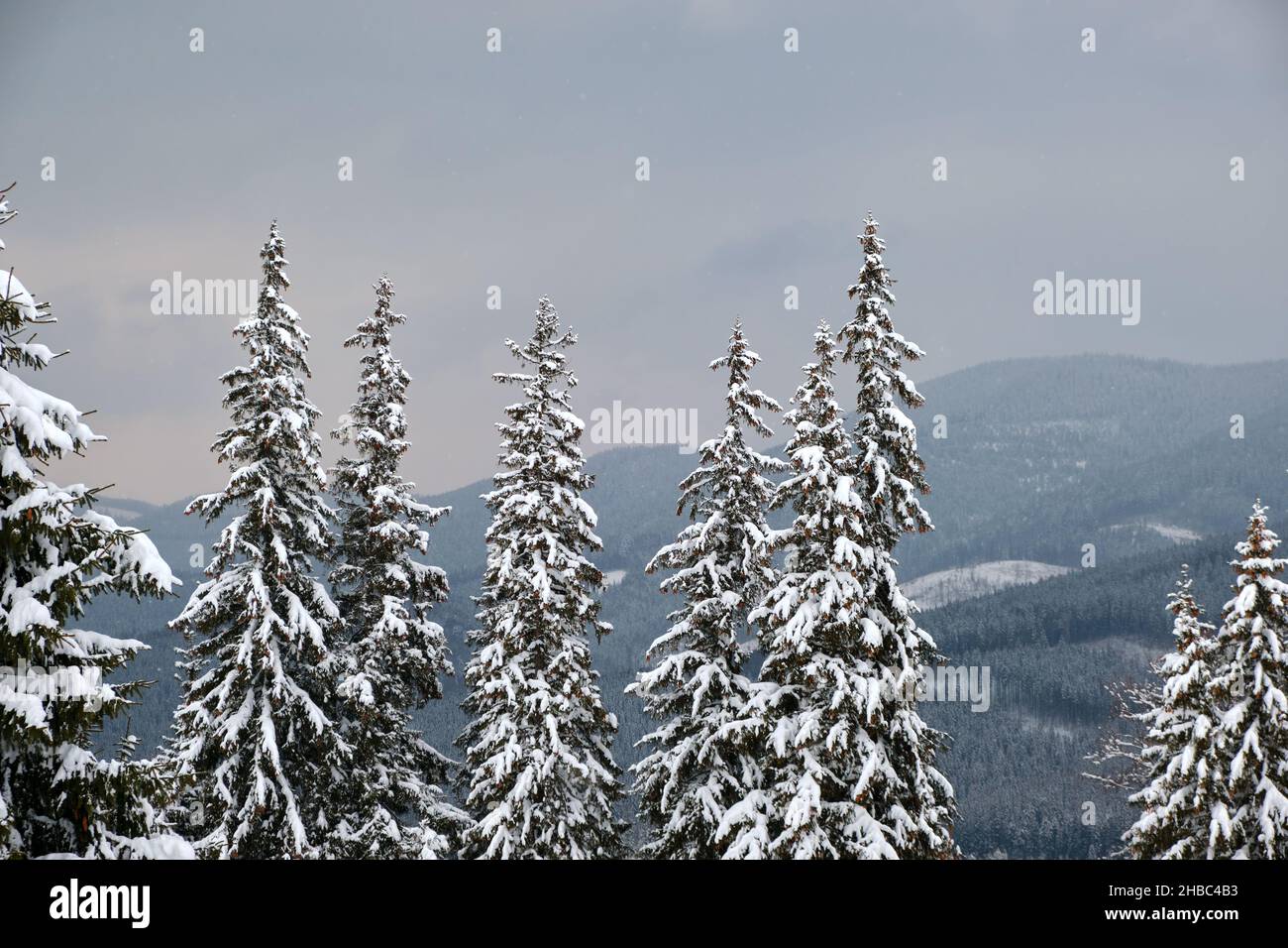 Pine trees covered with fresh fallen snow in winter mountain forest in ...