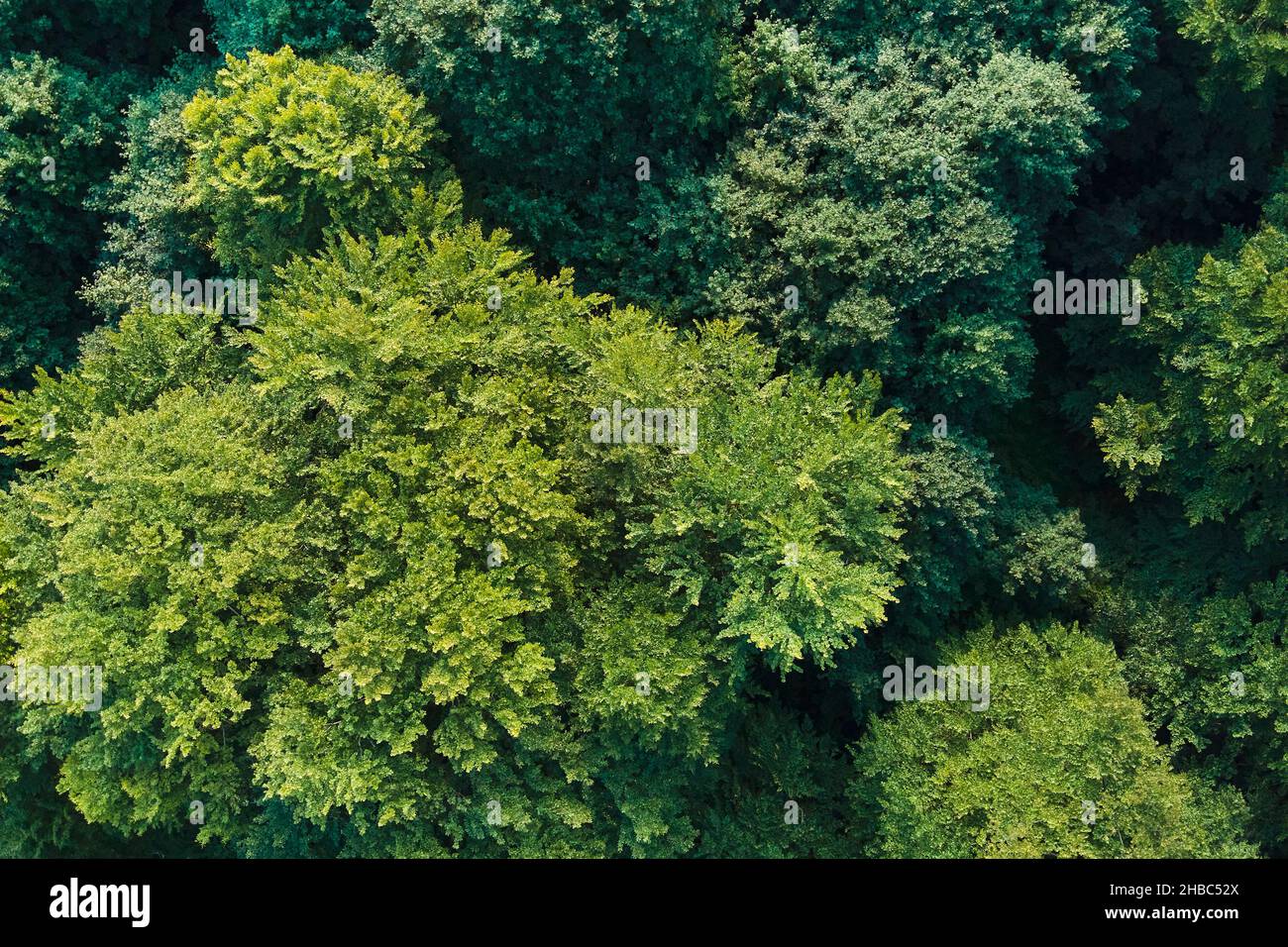 Top down flat aerial view of dark lush forest with green trees canopies ...
