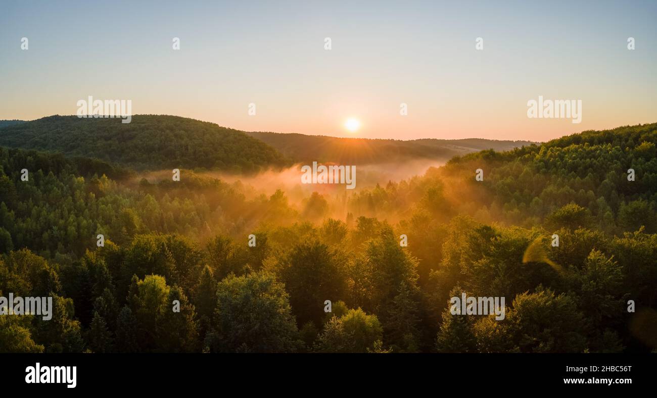 Vibrant foggy evening over dark forest trees at bright summer sunset ...