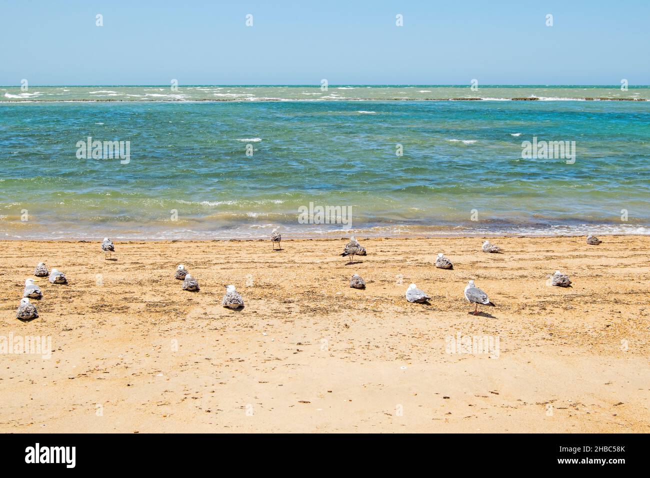 Seagulls on one of the Andalusian beaches sunbathing and waiting to see ...