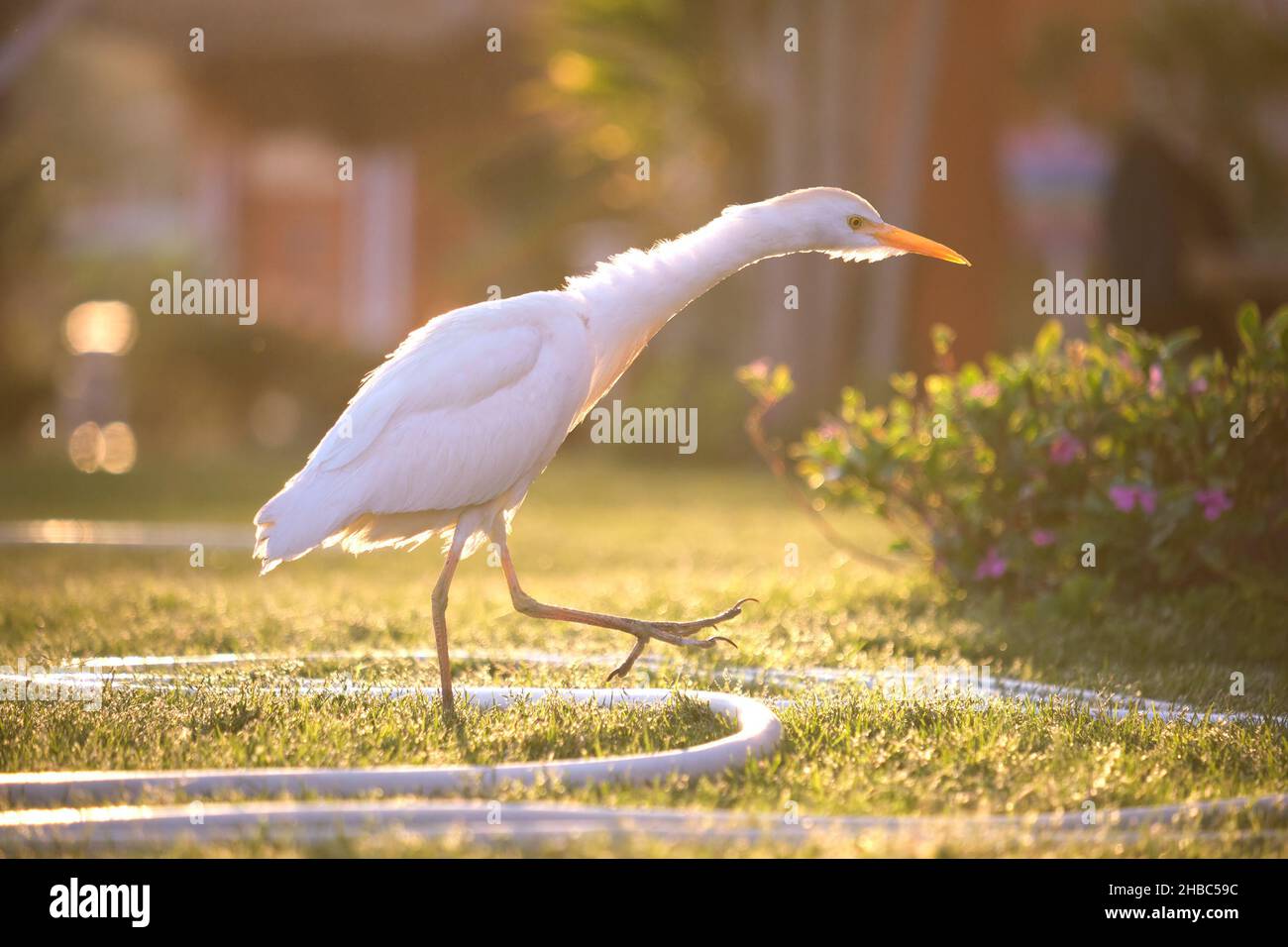 White cattle egret wild bird, also known as Bubulcus ibis walking on ...