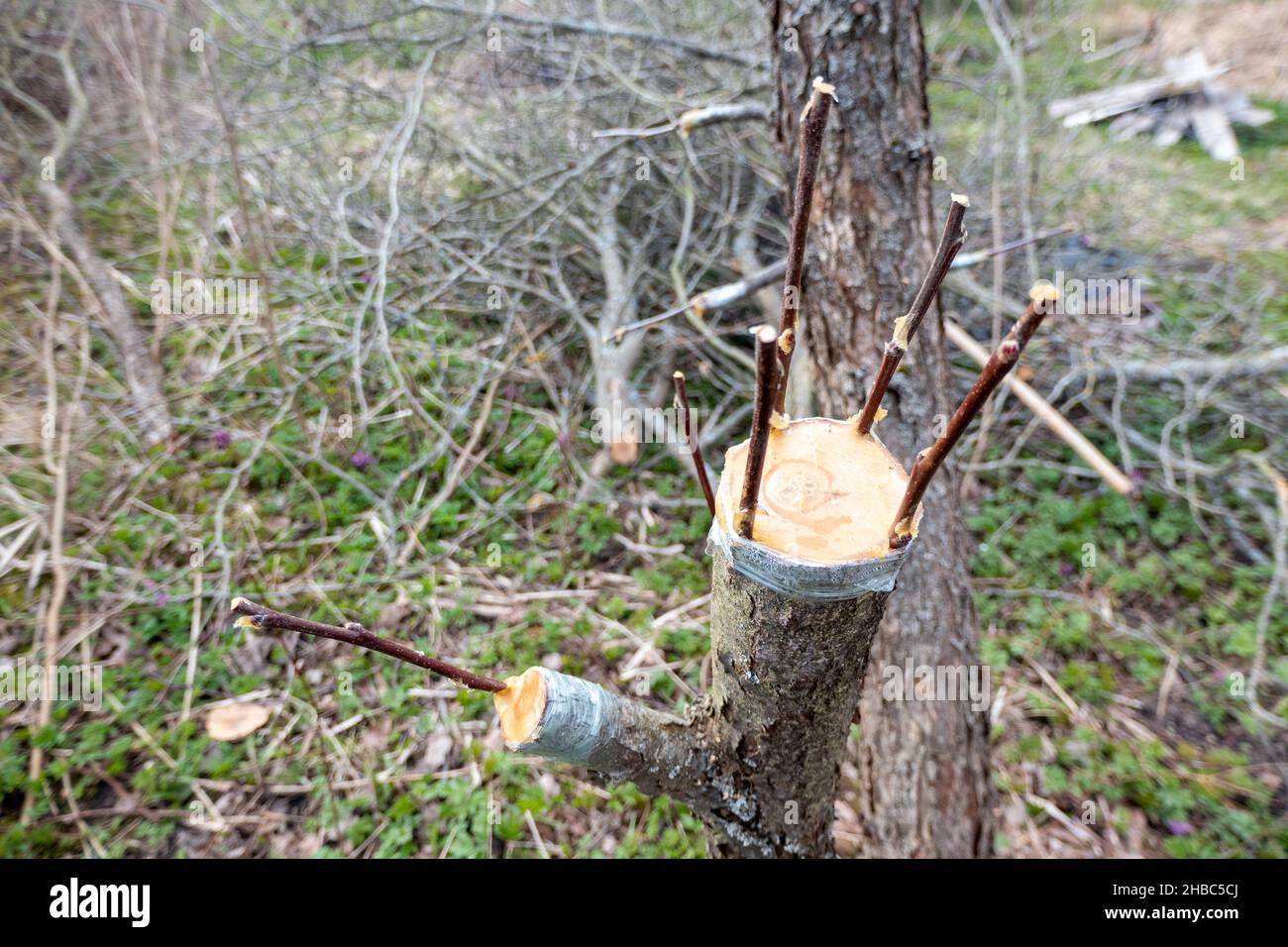 Hand grafted hi-res stock photography and images - Alamy