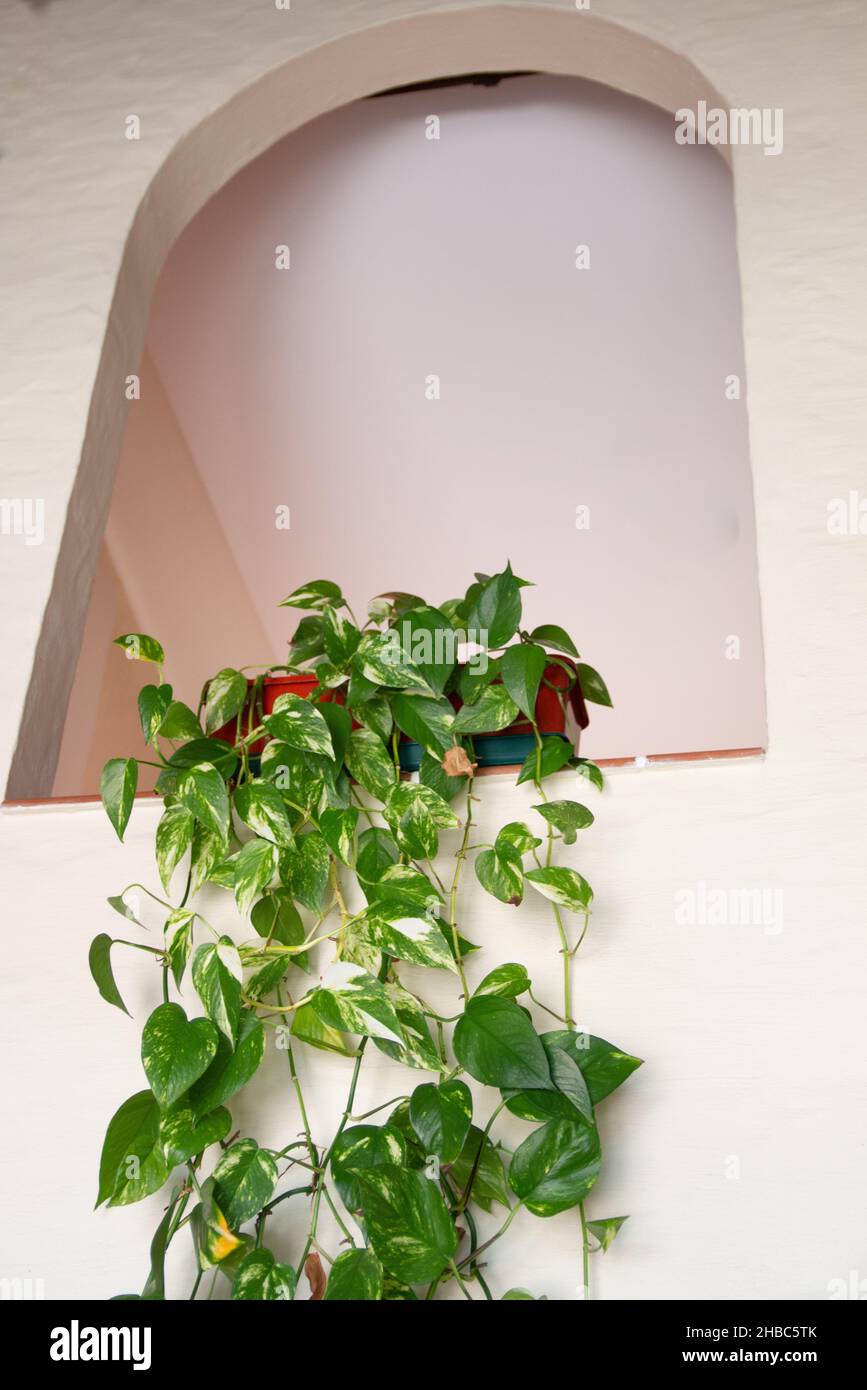 Low angle shot of potted plants on an arched window Stock Photo - Alamy