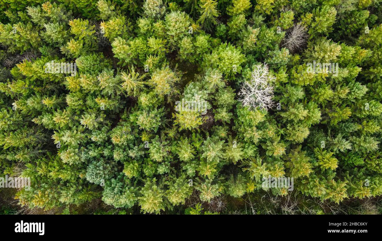 Green pine colors hi-res stock photography and images - Alamy