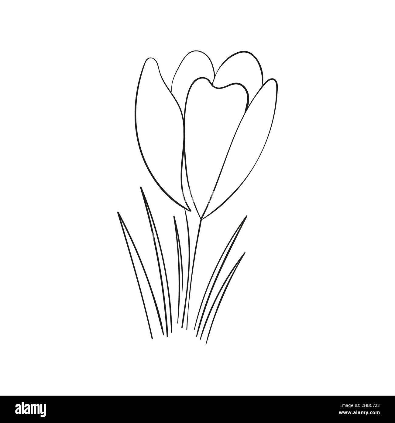 Crocus outline drawing. first spring flowers in the Doodle style ...