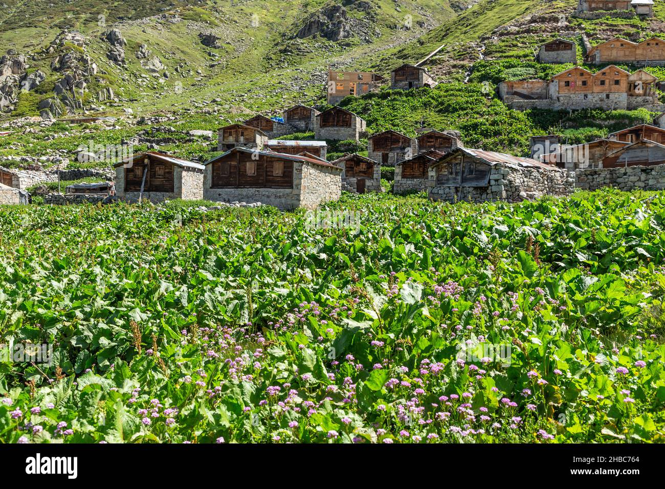 Golezena, a highland village in the Ardeşen district of Rize, offers ...