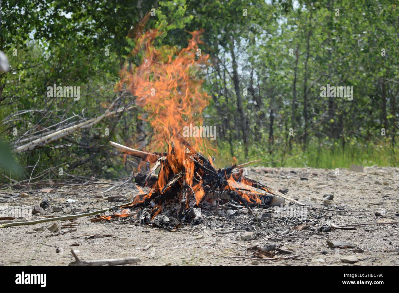 Closeup shot of a bonfire in the forest with tall green trees Stock ...