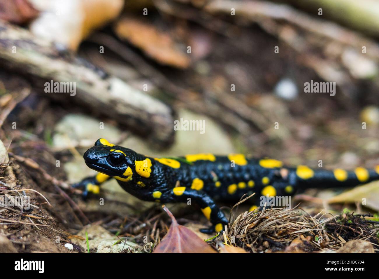 Fire tailed salamander hi-res stock photography and images - Alamy