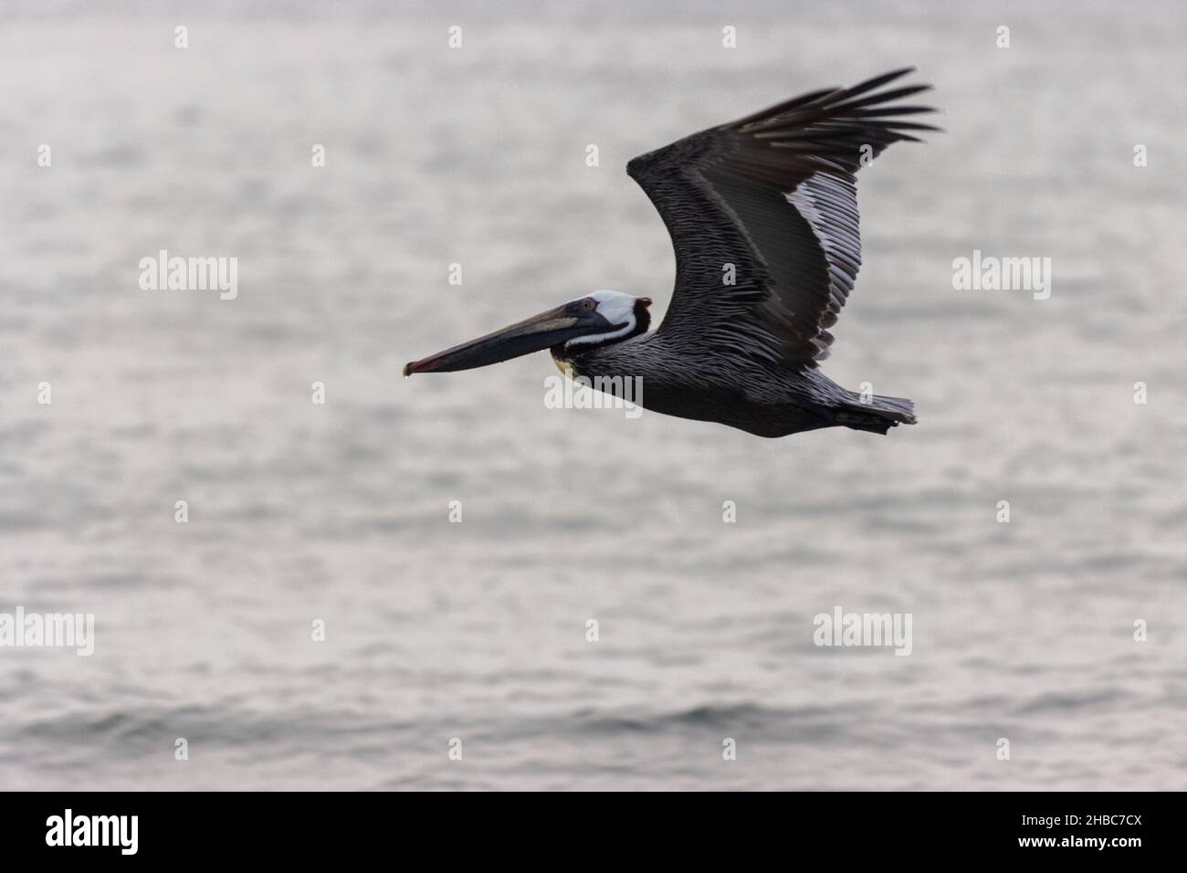 Pelican flying with opened wings over the wavy sea during the daytime ...