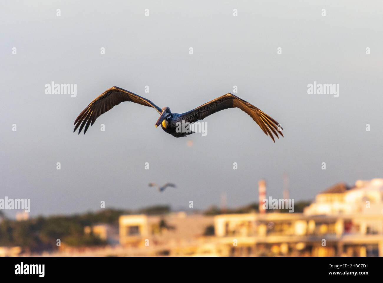 Pelican flying with opened wings and another one visible on the ...