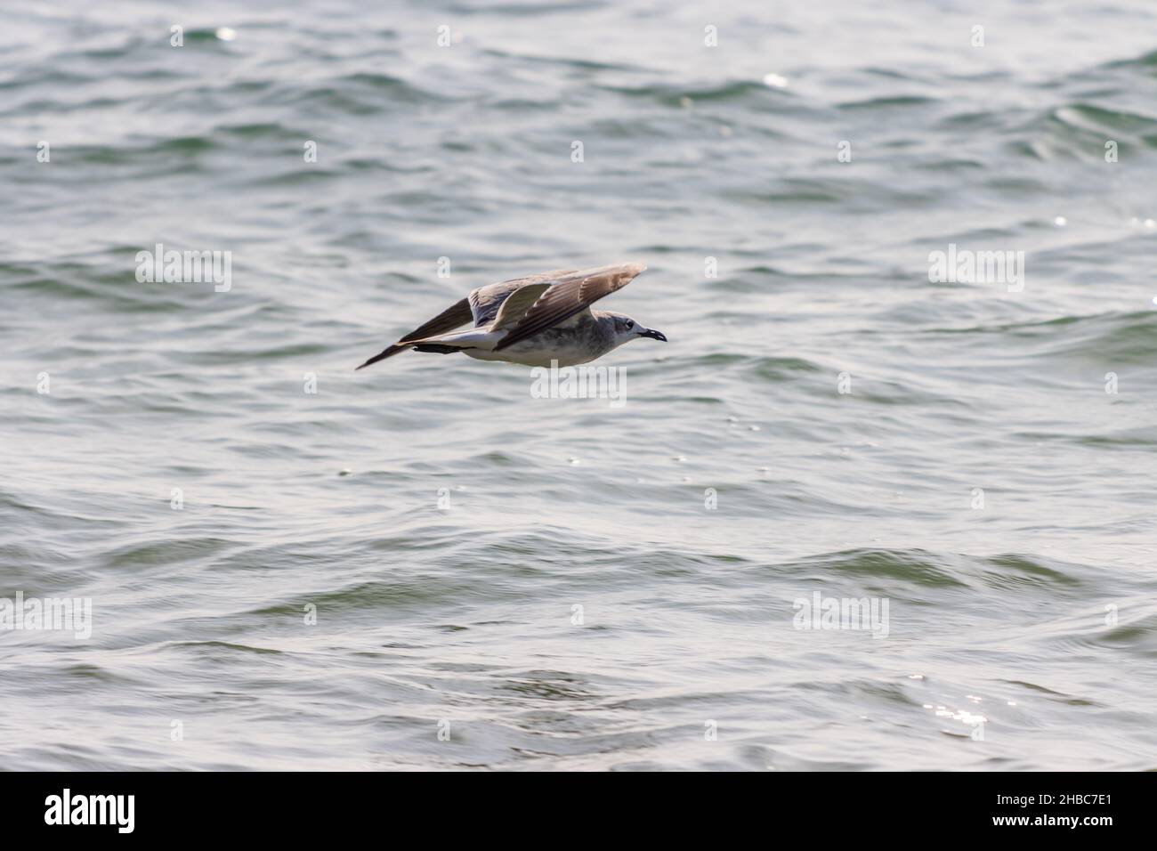Single seagull flying with opened wings over the wavy sea during the ...