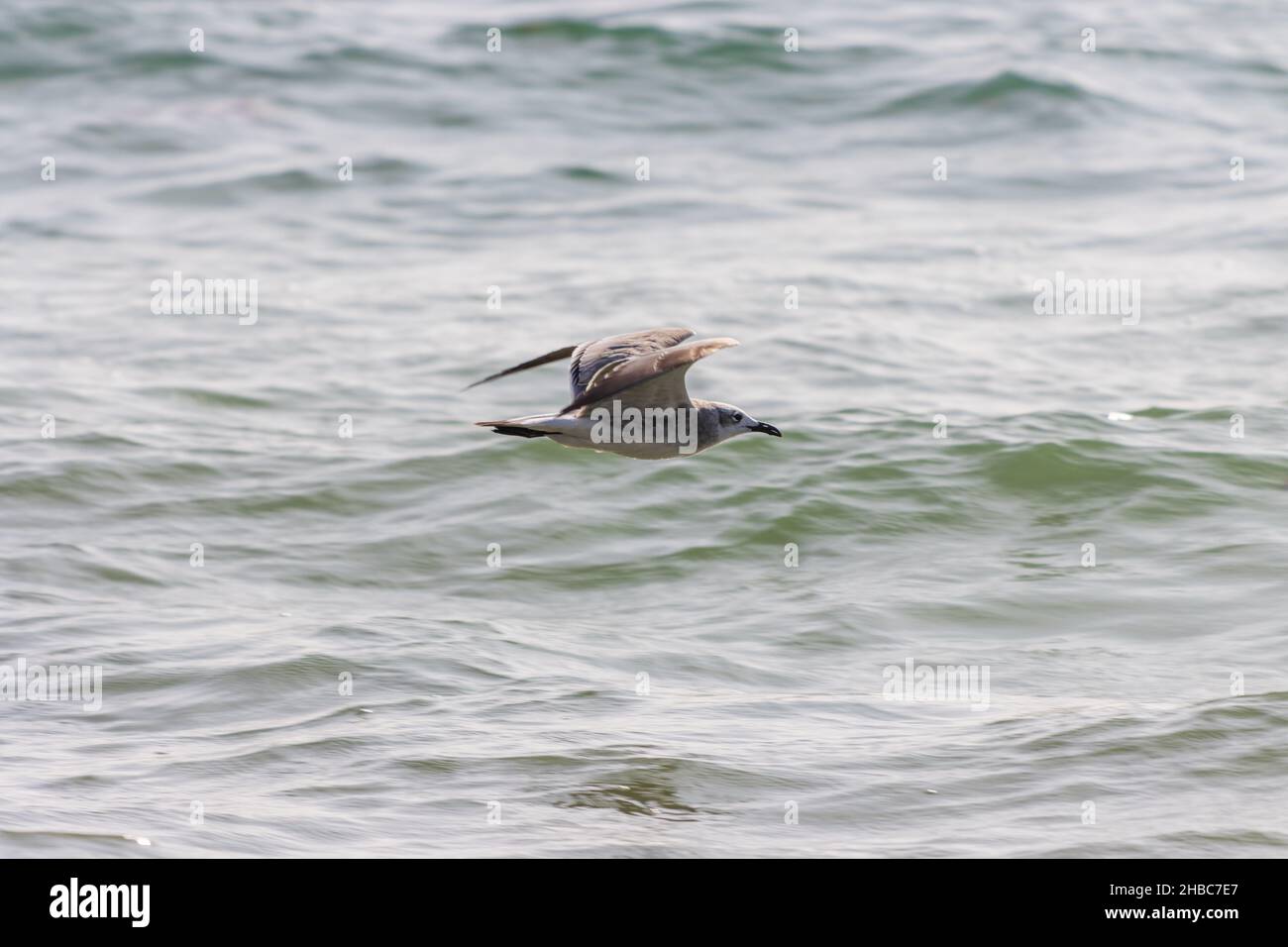 Flying albatros hi-res stock photography and images - Alamy