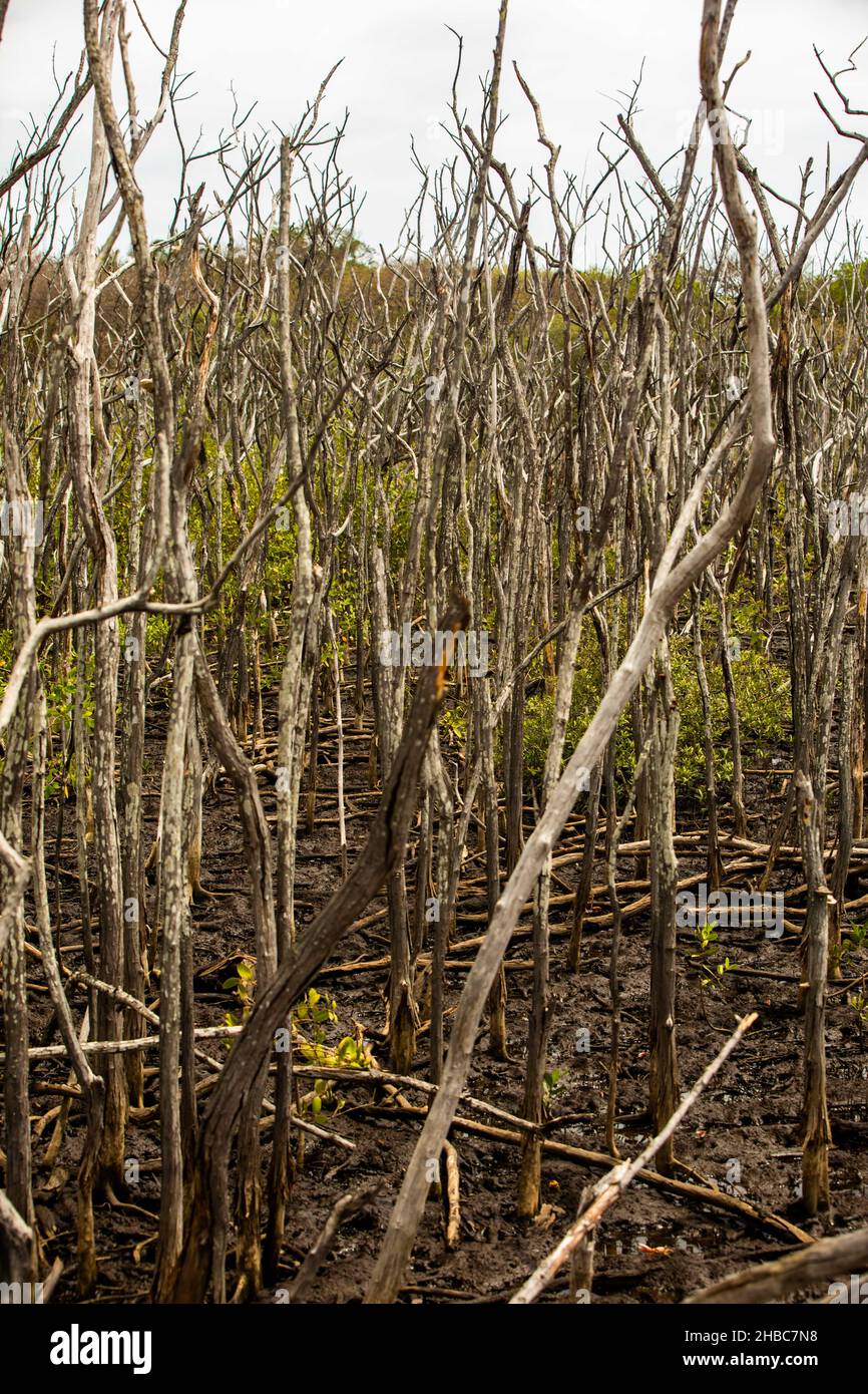 Marshlands in the mangrove reforestation project, Avellana Beach, Costa ...