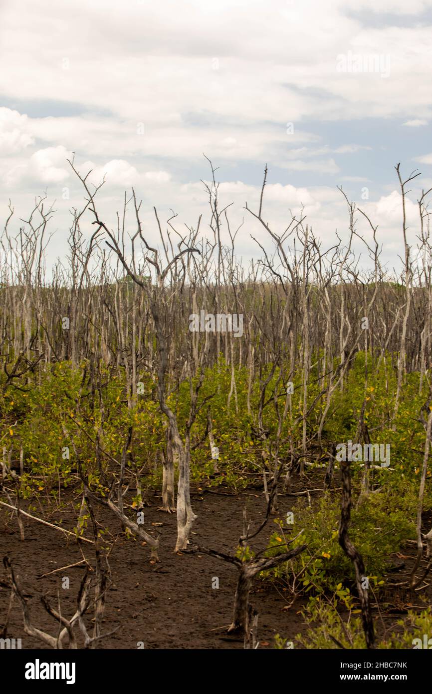 Marshlands in the mangrove reforestation project, Avellana Beach, Costa ...