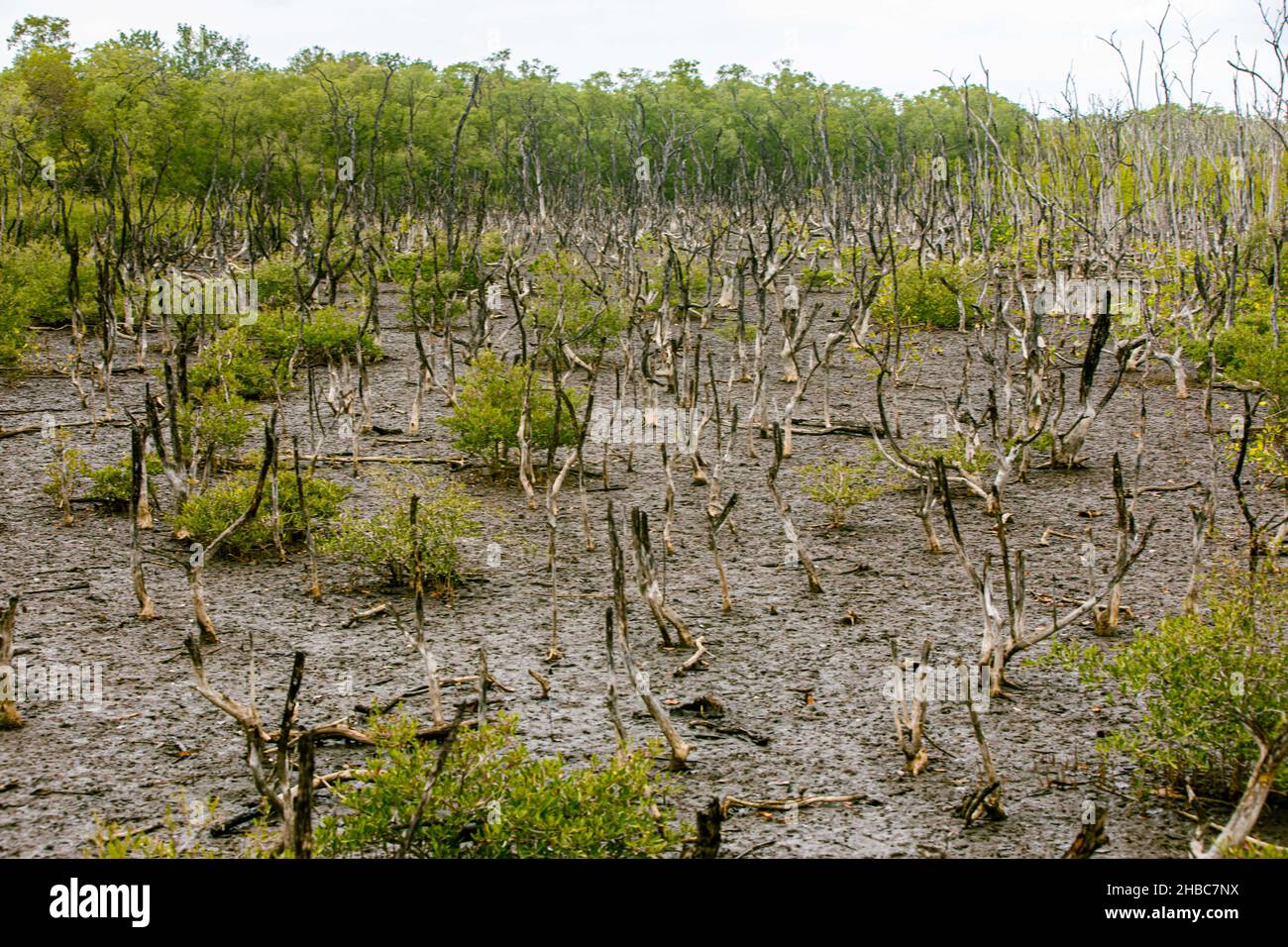 Marshlands in the mangrove reforestation project, Avellana Beach, Costa ...