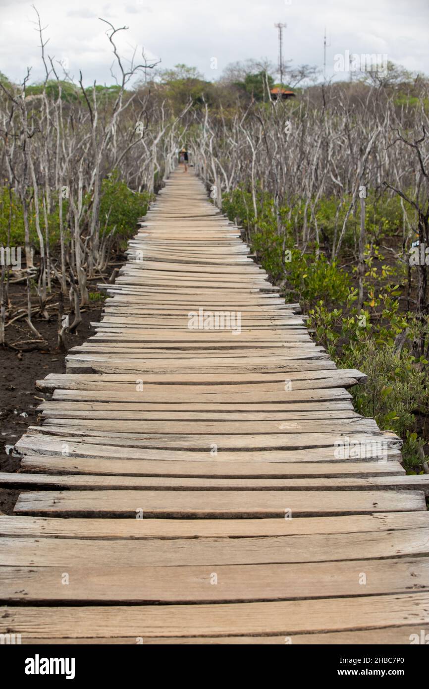 Wooden planks bridge in the mangrove reforestation project, Avellana ...