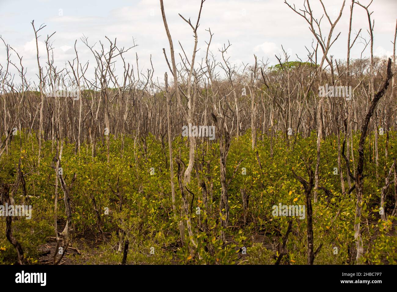 Marshlands in the mangrove reforestation project, Avellana Beach, Costa ...