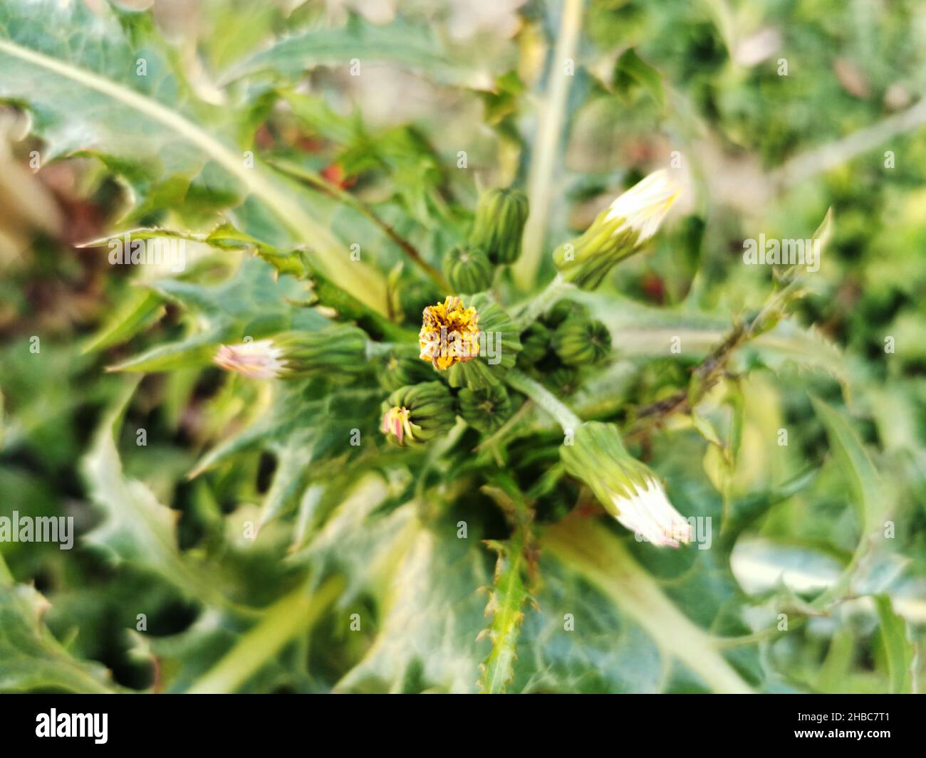 Selective focus shot of sow thistle (aka milk thistle) buds Stock Photo ...