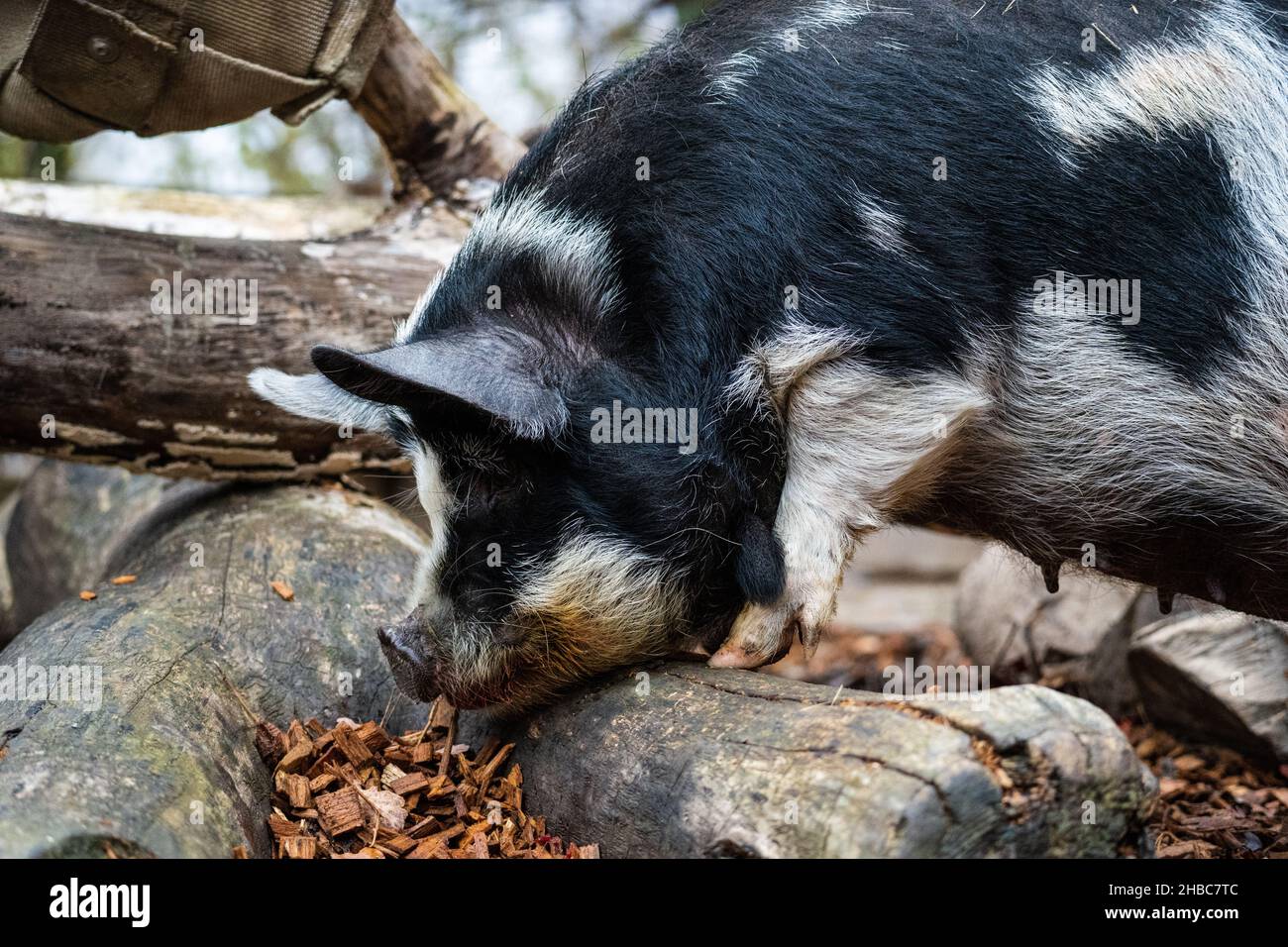 Closeup of a Kunekune domestic pig on the farm Stock Photo - Alamy