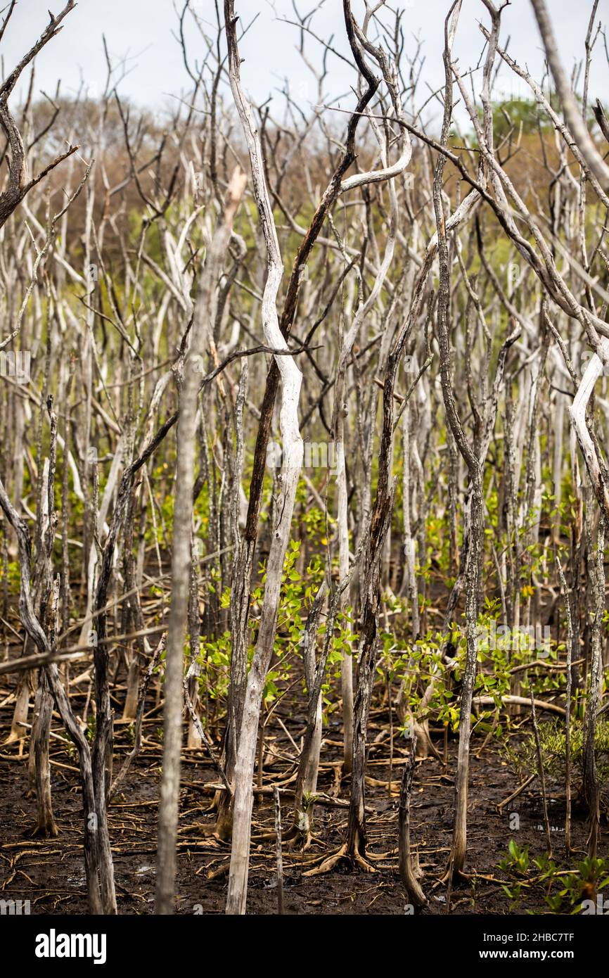 Marshlands in the mangrove reforestation project, Avellana Beach, Costa ...