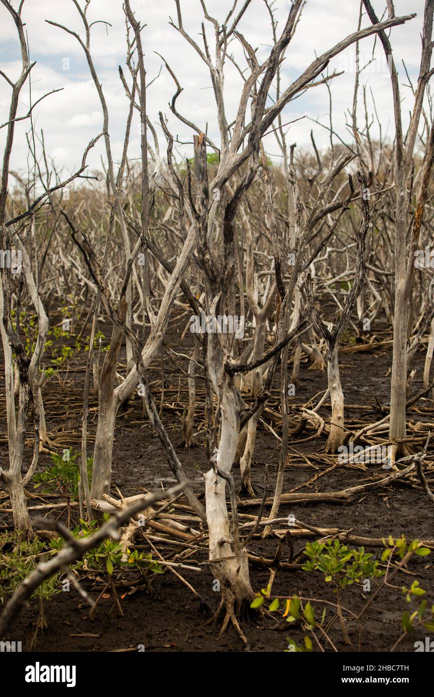 Marshlands in the mangrove reforestation project, Avellana Beach, Costa ...