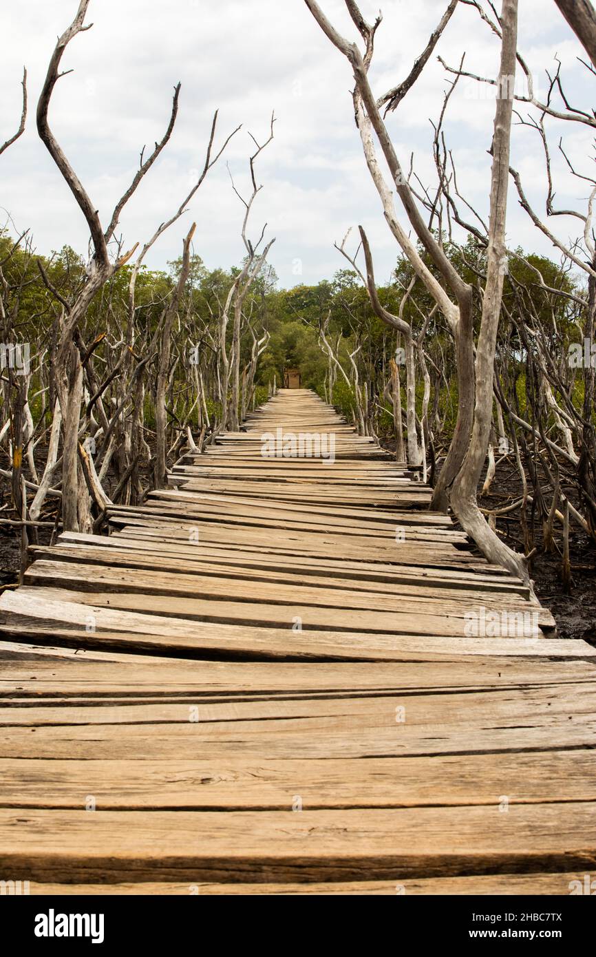 Wooden planks bridge in the mangrove reforestation project, Avellana ...