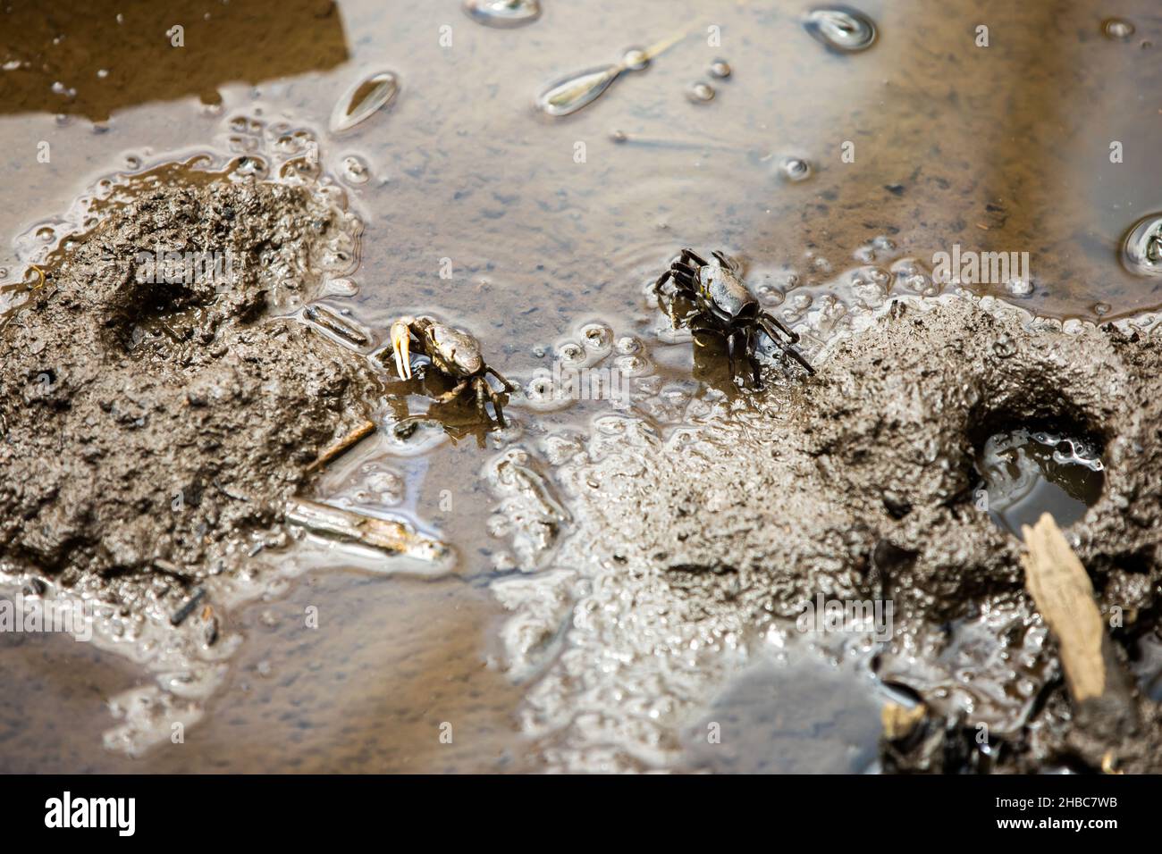 Pacific mangrove fiddler crab, known as calling crab of Uca sp. in the ...