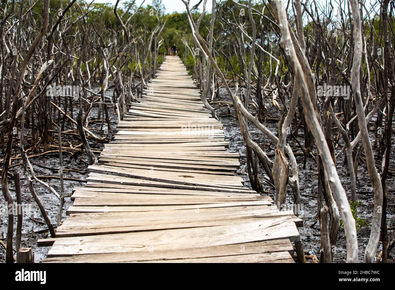 Wooden planks bridge in the mangrove reforestation project, Avellana ...