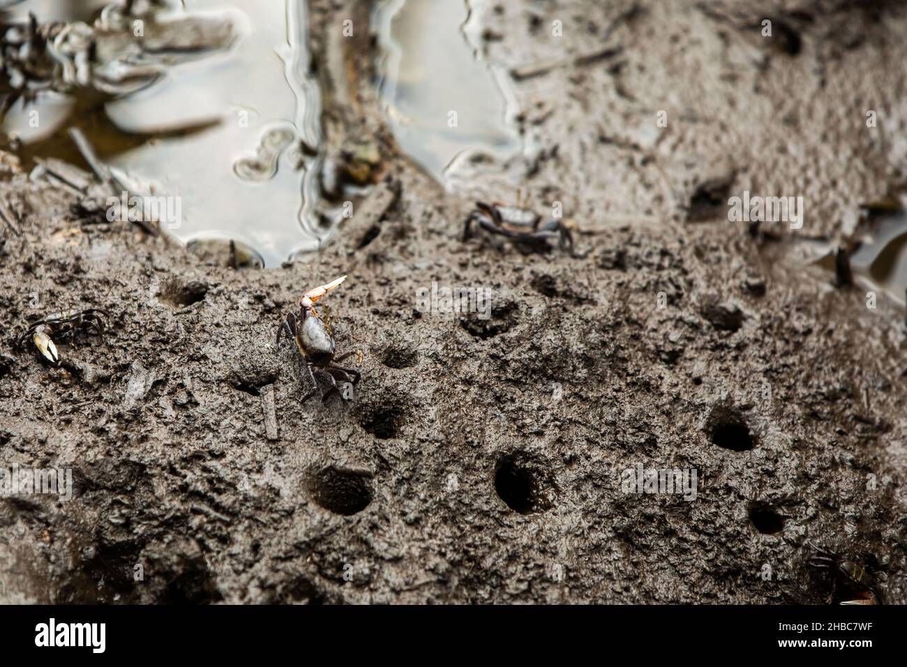 Pacific mangrove fiddler crab, known as calling crab of Uca sp. in the ...