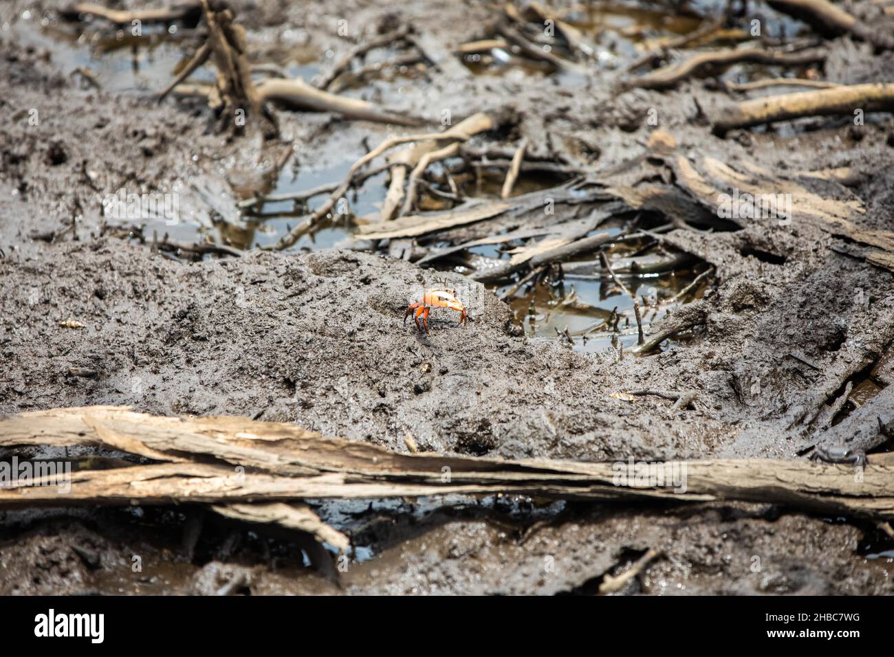 Pacific mangrove fiddler crab, known as calling crab of Uca sp. in the ...