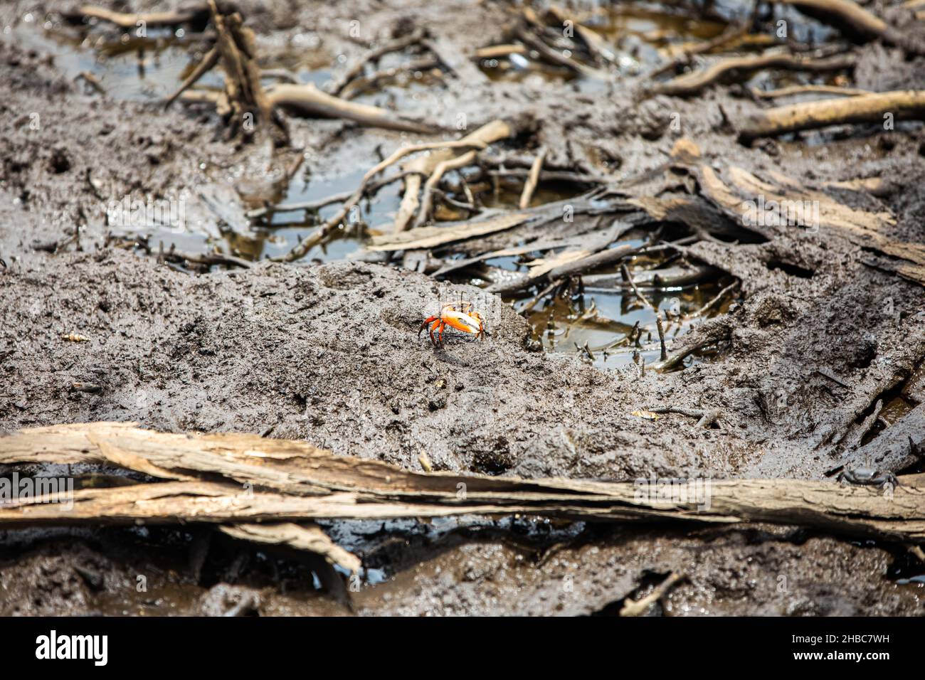 Pacific mangrove fiddler crab, known as calling crab of Uca sp. in the ...