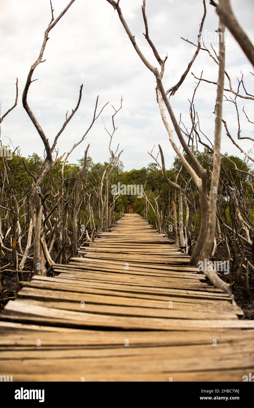 Wooden planks bridge in the mangrove reforestation project, Avellana ...