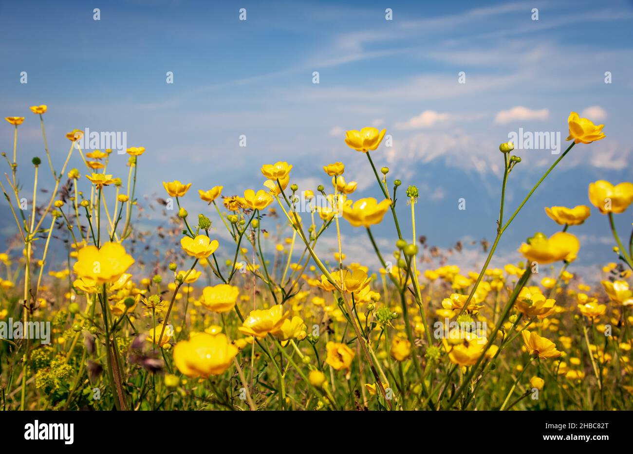 Austria tyrol meadow mountains flowers hi-res stock photography and ...