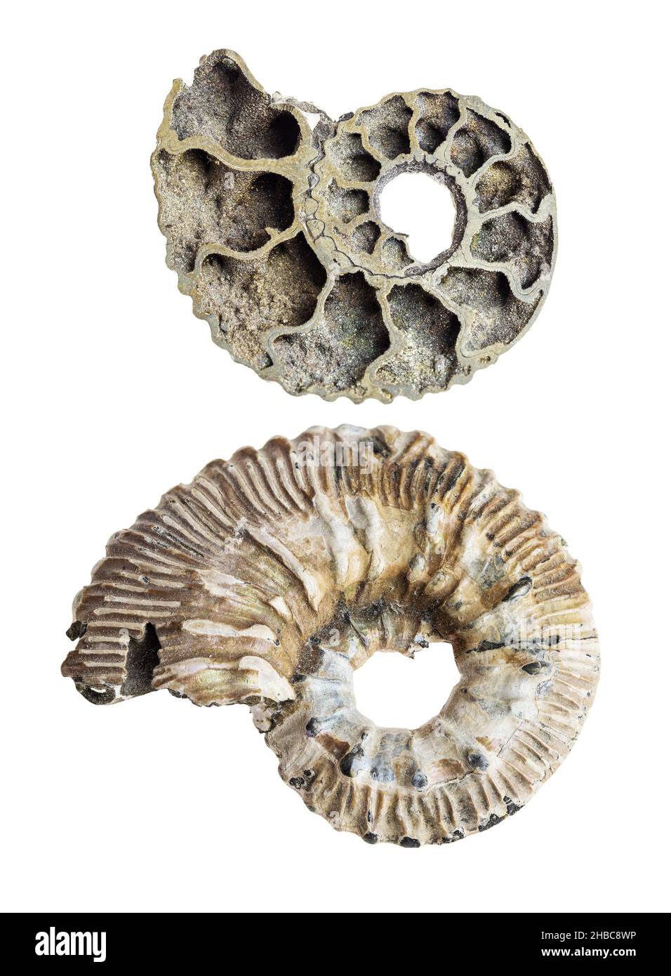 set of polished fossilised ammonite shell cutout on white background ...