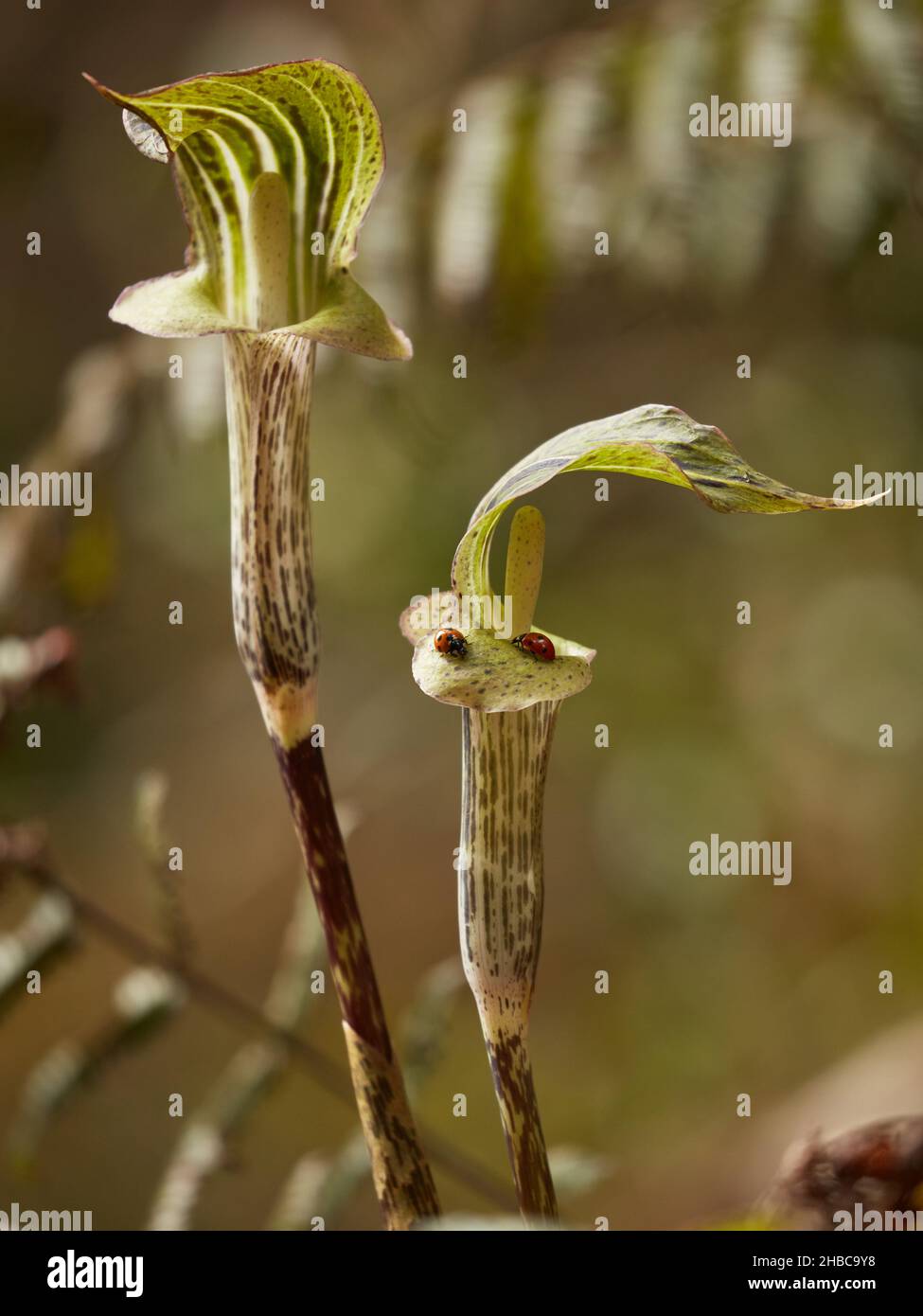 Himalayan insects hi-res stock photography and images - Alamy